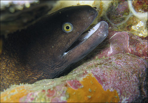Concealed Weapon: Eels' Second Set of Teeth : NPR