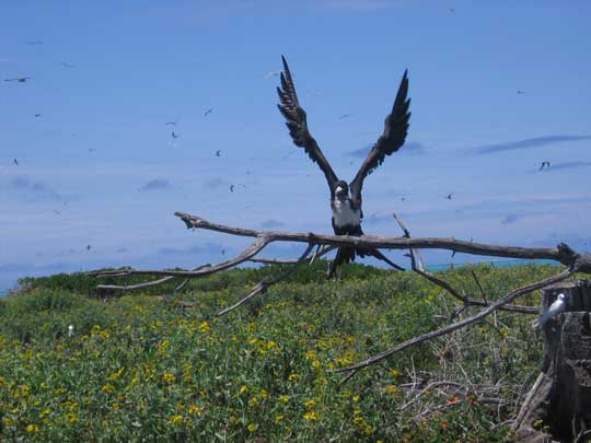 The Bird Man of Midway Atoll : NPR
