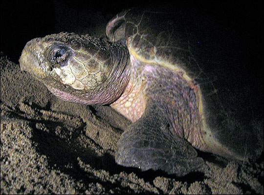 Vigilante Safeguards Oaxaca's Sea Turtles : NPR