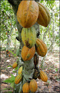 Safeguarding the World's Chocolate Supply : NPR