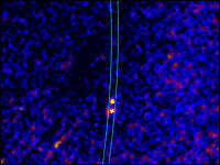 First Extrasolar Planets Caught On Camera : NPR