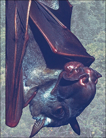 Mating Rituals: Hammerhead Bats Honk To Woo : NPR