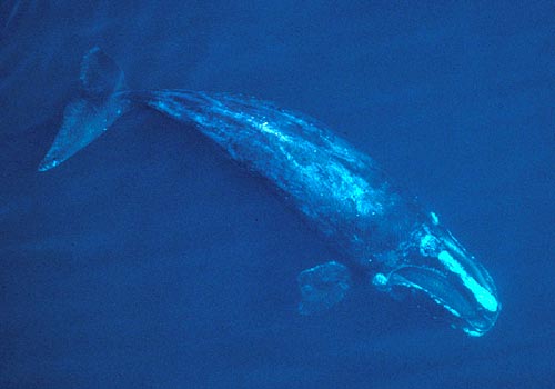 Northern Right Whales Fight for Survival : NPR