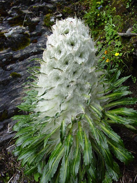 Saving the Snow Lotus from Extinction | NCPR News