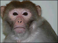 Scientists Clone Monkey Embryo, Derive Stem Cells : NPR