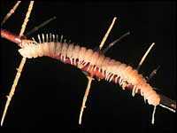 Caves of California Parks Yield Tiny Discoveries : NPR