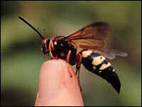 A Backyard Predator: The Cicada-Killer : NPR