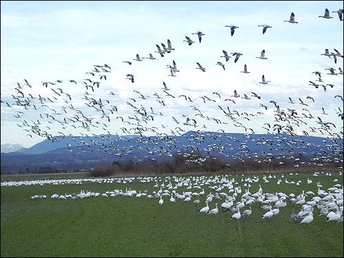 Warming Arctic Boosts Snow Geese Flocks : NPR